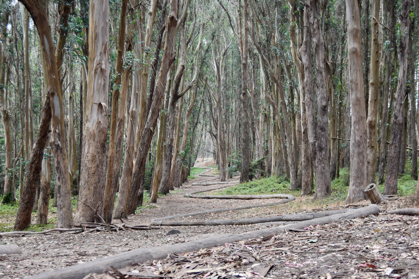 Andy Goldsworthy's Wood Line - San Francisco, United States