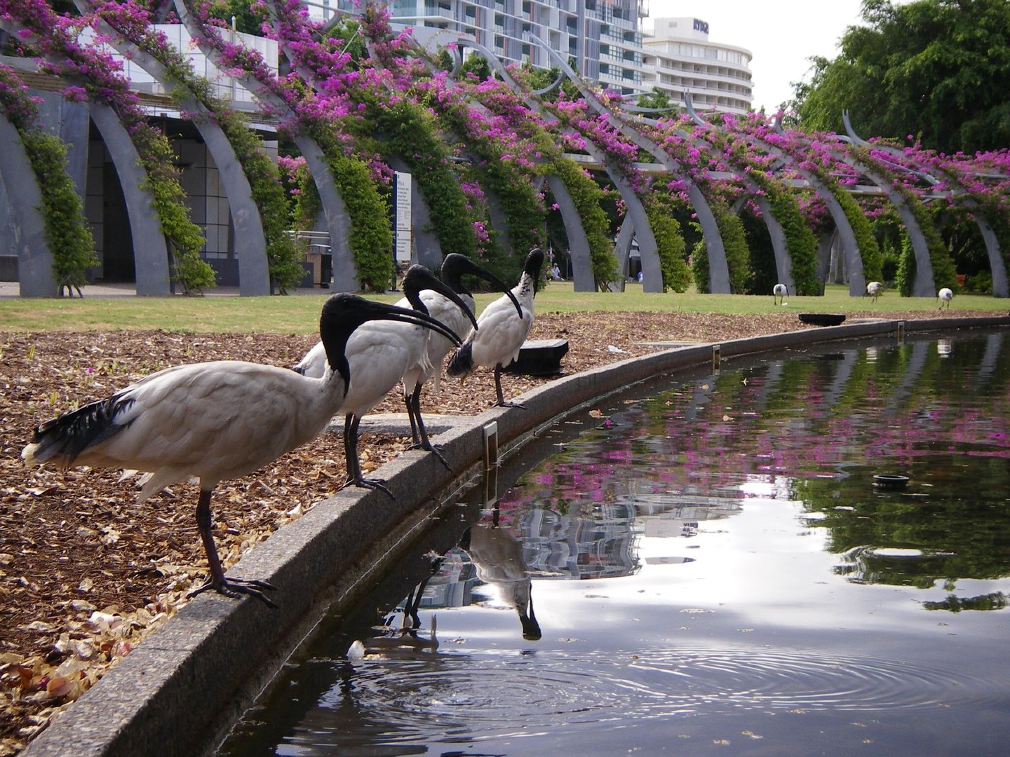 Bin Chicken Island - Melbourne, Australia | CityDays