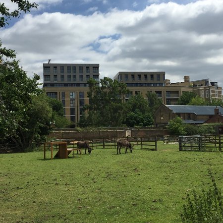 Hackney City Farm | CityDays