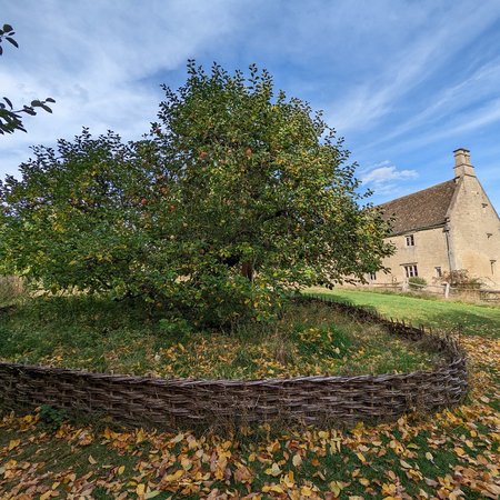 Newton's Apple Tree | CityDays