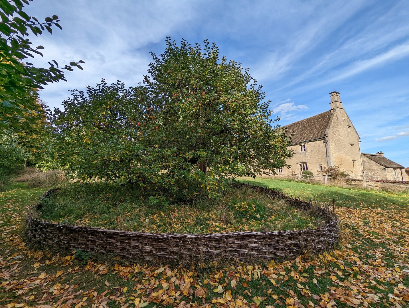 Newton's Apple Tree | CityDays