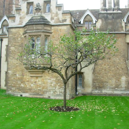 Newton's Apple Tree | CityDays
