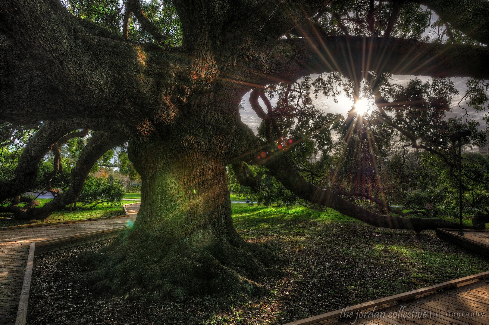 Treaty Oak - Austin, United States | CityDays