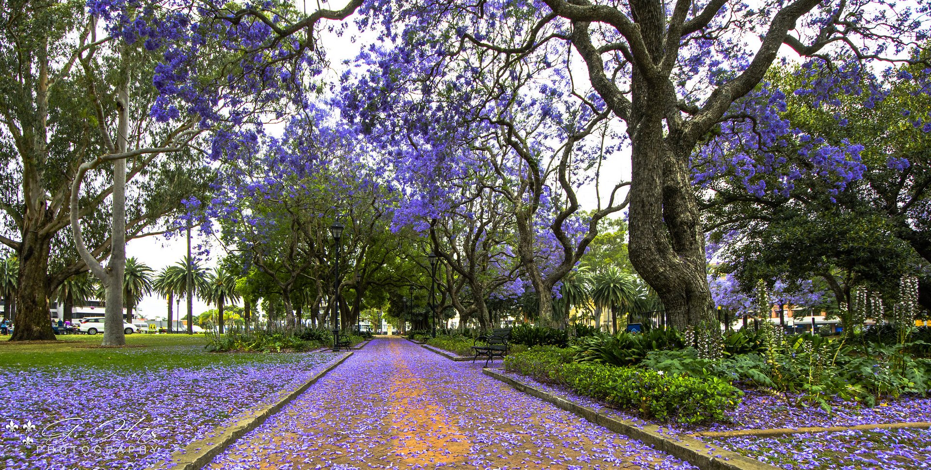 Wistaria Gardens - Sydney, Australia | CityDays